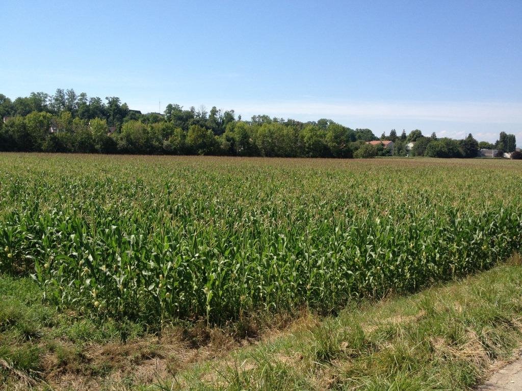 Nos Terrains | Batige, Constructeurs de Maisons Individuelles en Alsace